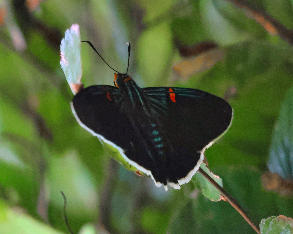 Guava Skipper from Alamo, TX, USA on November 1, 2024 at 03:54 PM by ...
