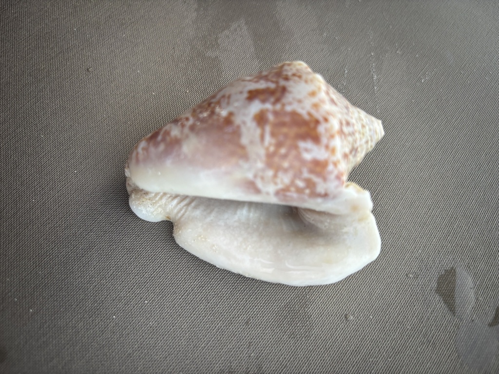 Hawkwing Conch from Cartagena, Bolívar, CO on November 01, 2024 at 05: ...