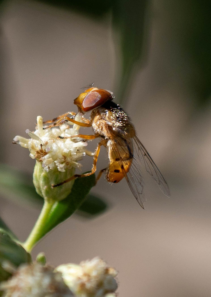 Six-spotted Bromeliad Fly from Louis Robidoux Nature Center, Jurupa ...