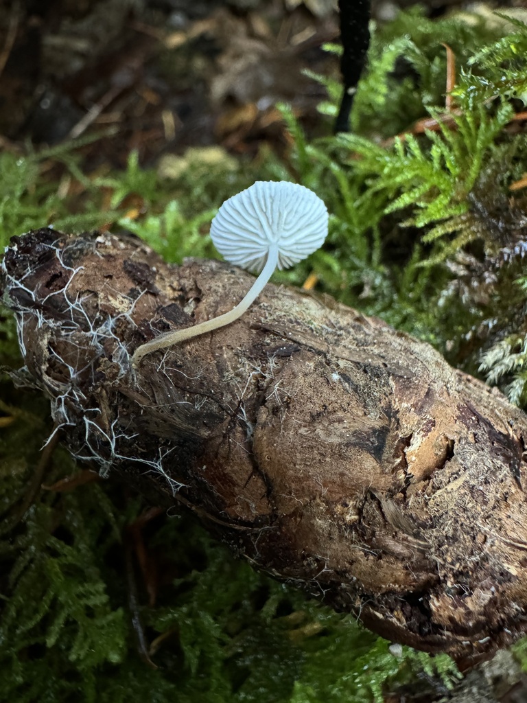 Strobilurus from Cispus Rd, Randle, WA, US on October 31, 2024 at 03:05 ...