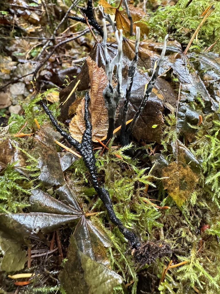 Candlesnuff Fungus from Cispus Rd, Randle, WA, US on October 31, 2024 ...