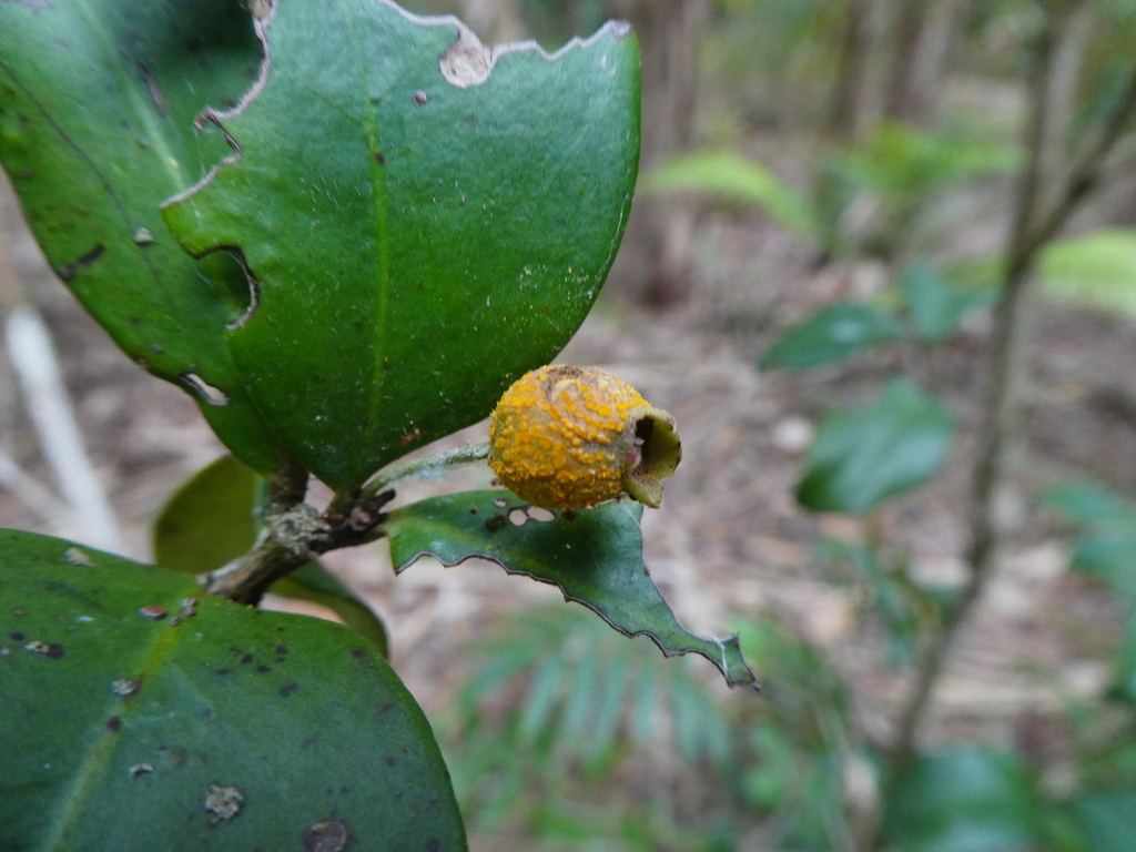 Myrtle Rust from Cairns QLD, Australia on November 2, 2024 at 07:16 AM ...
