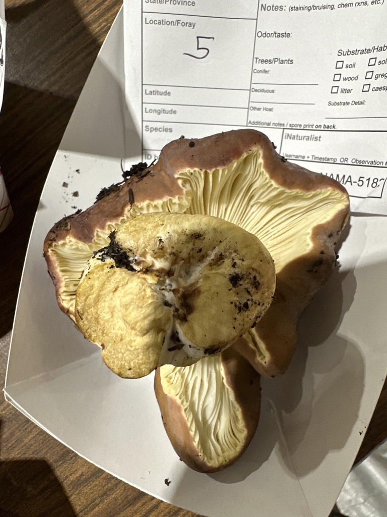 Russula olympiana from Cispus Job Corps Consrv Center, Randle, WA, US ...