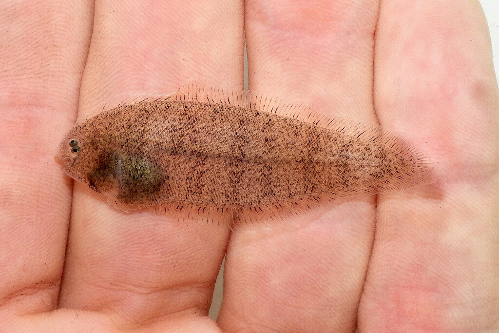 Blackcheek Tonguefish (Symphurus plagiusa) - Marine Life Identification