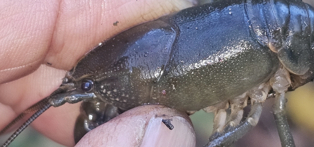 Eastern Crayfish from Freemansburg, PA 18017, USA on November 1, 2024 ...