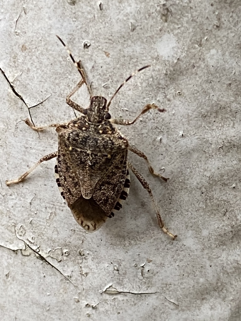 Brown Marmorated Stink Bug from Schwenckestraße, Hamburg, DE on October ...