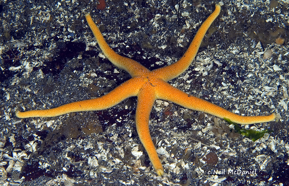 Blood Stars from Agamemnon Channel, BC, Canada on February 15, 2011 at ...