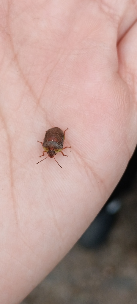 Winged and Once-winged Insects from Pirque, Región Metropolitana, Chile ...