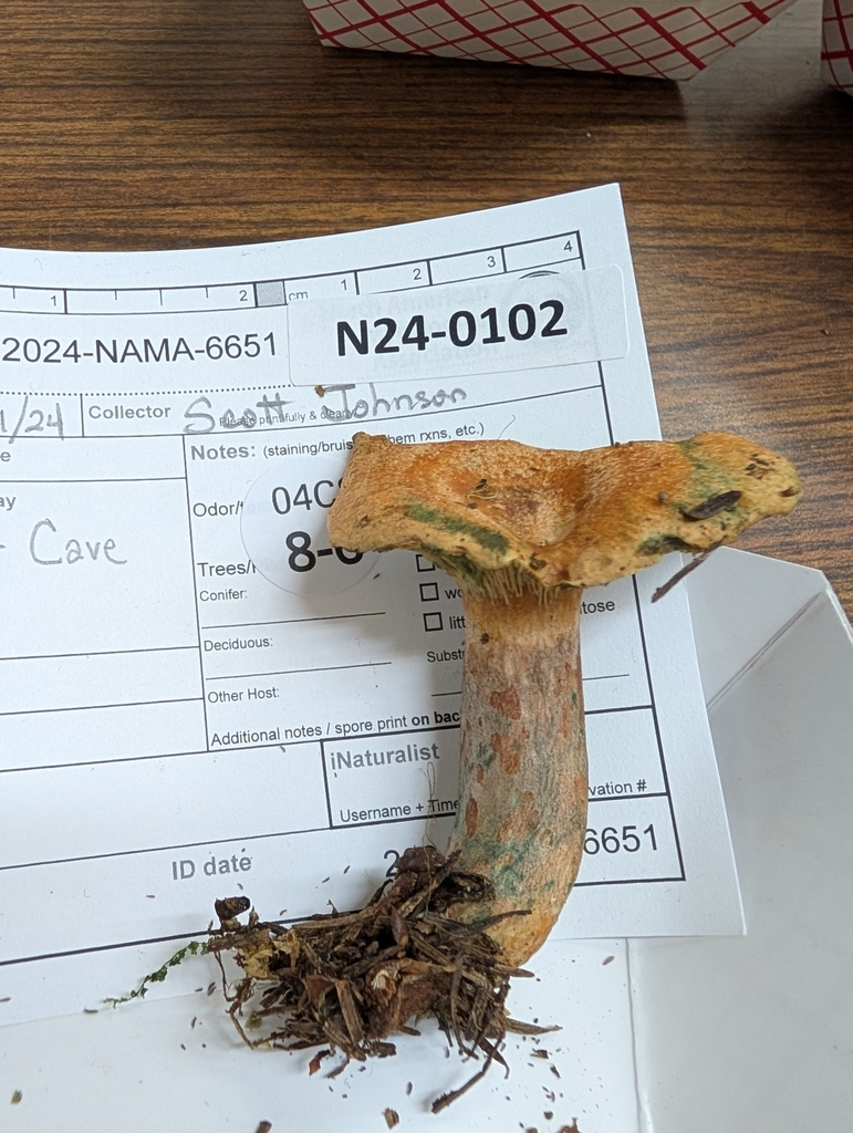 Red-bleeding Milk Cap from Randle, WA 98377, USA on November 1, 2024 at ...