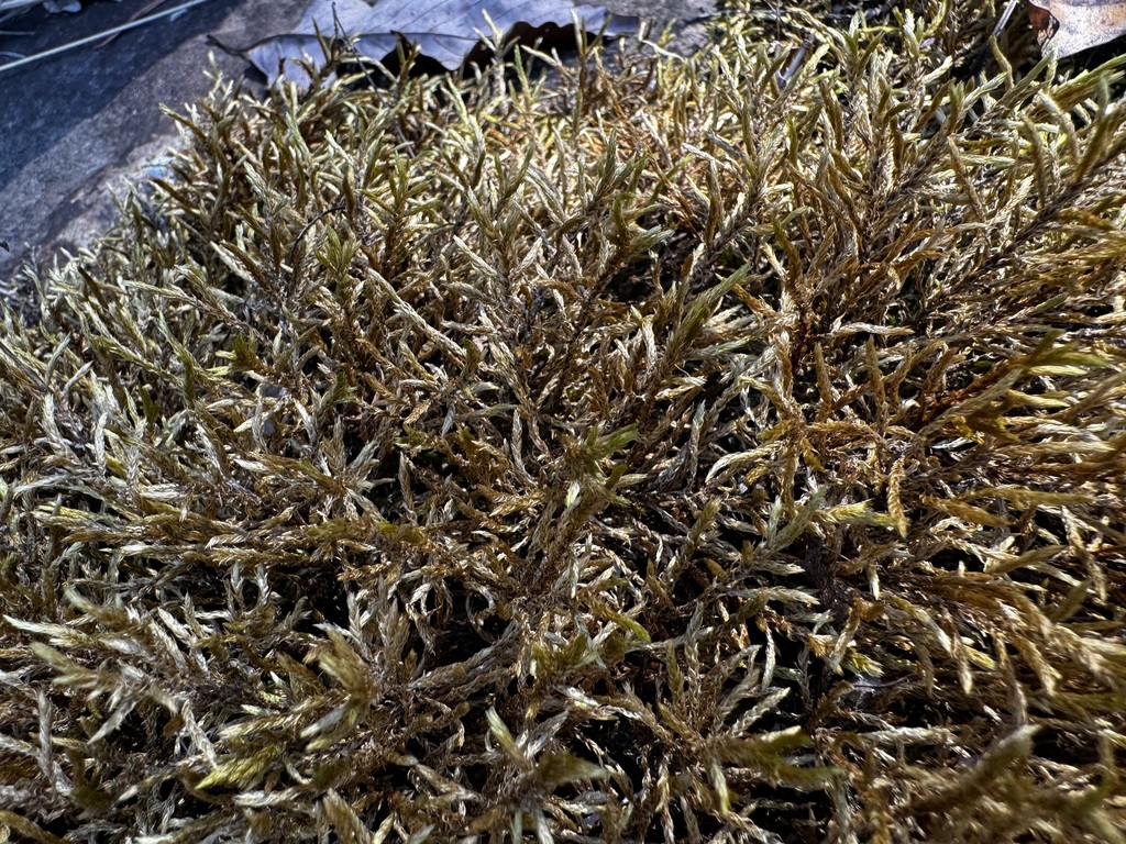 American Tree Moss from Congo Falls Park, Co. Rd. 43, Cherokee County ...