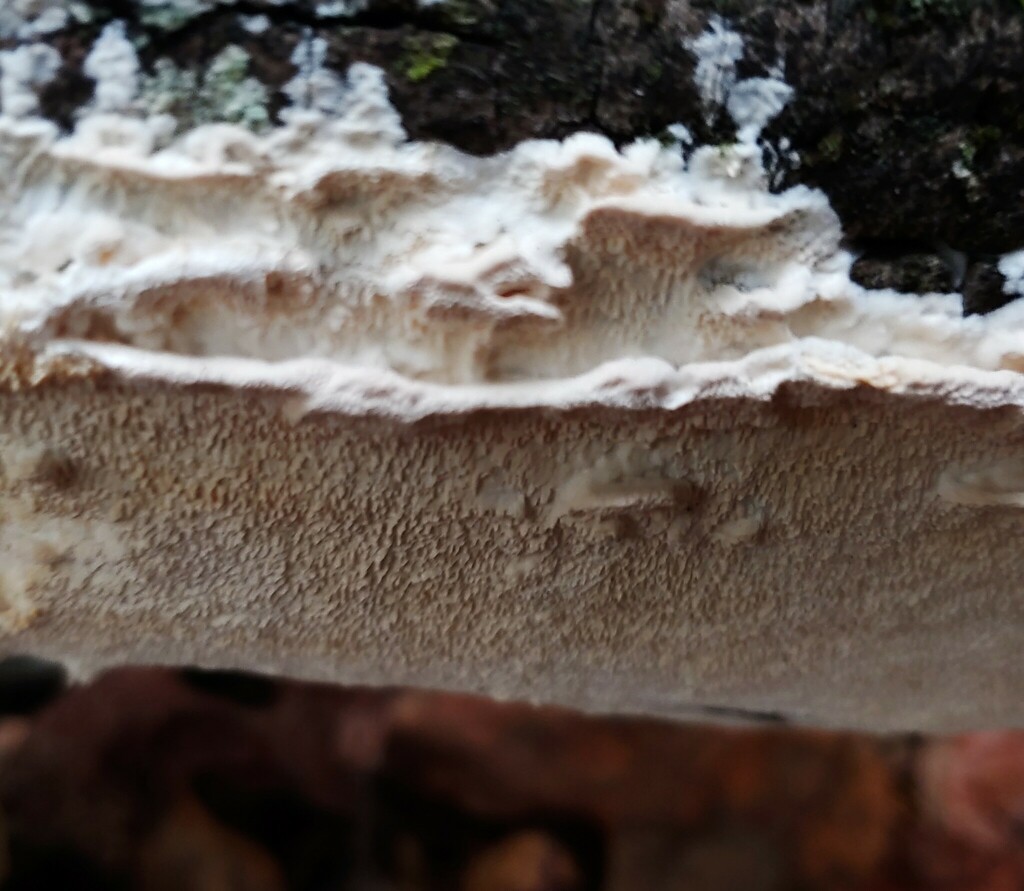 Milk-white Toothed Polypore from Dekalb County, GA, USA on November 1 ...