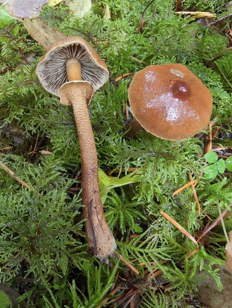 Cystoderma carcharias fallax from Lewis County, US-WA, US on November ...