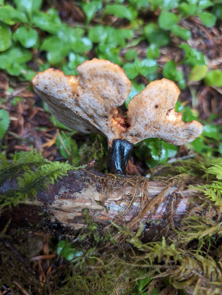 Picipes from Lewis County, US-WA, US on November 01, 2024 at 03:17 PM ...