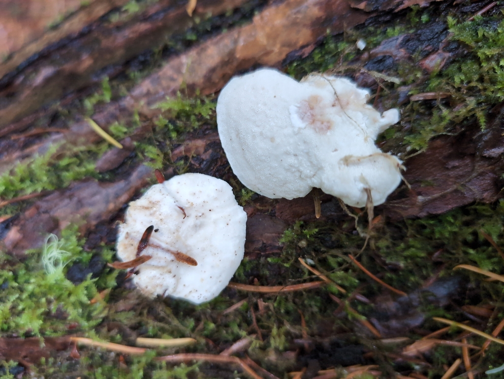 bracket polypores from Lewis County, US-WA, US on November 01, 2024 at ...