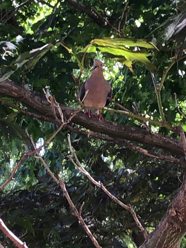 Mourning Dove from 460 Lakeview Cir, Elk Grove Village, IL, US on July ...