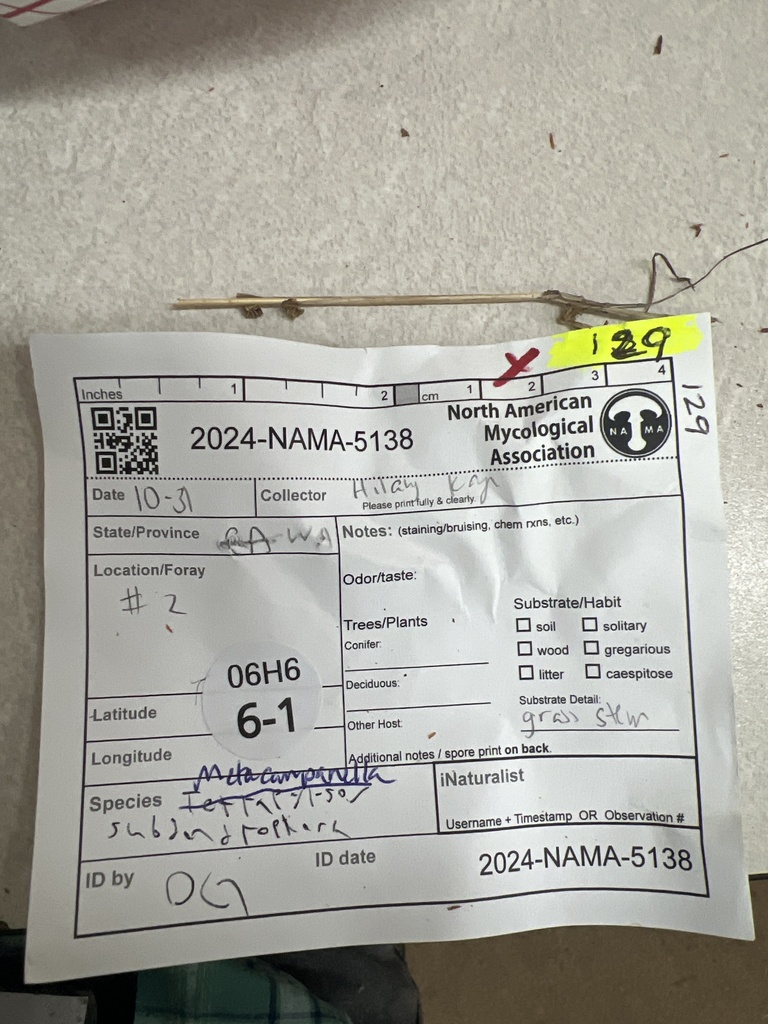 Metacampanella subdendrophora from Cispus Job Corps Consrv Center ...