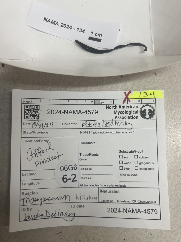 Earth Tongues from Cispus Job Corps Consrv Center, Randle, WA, US on ...