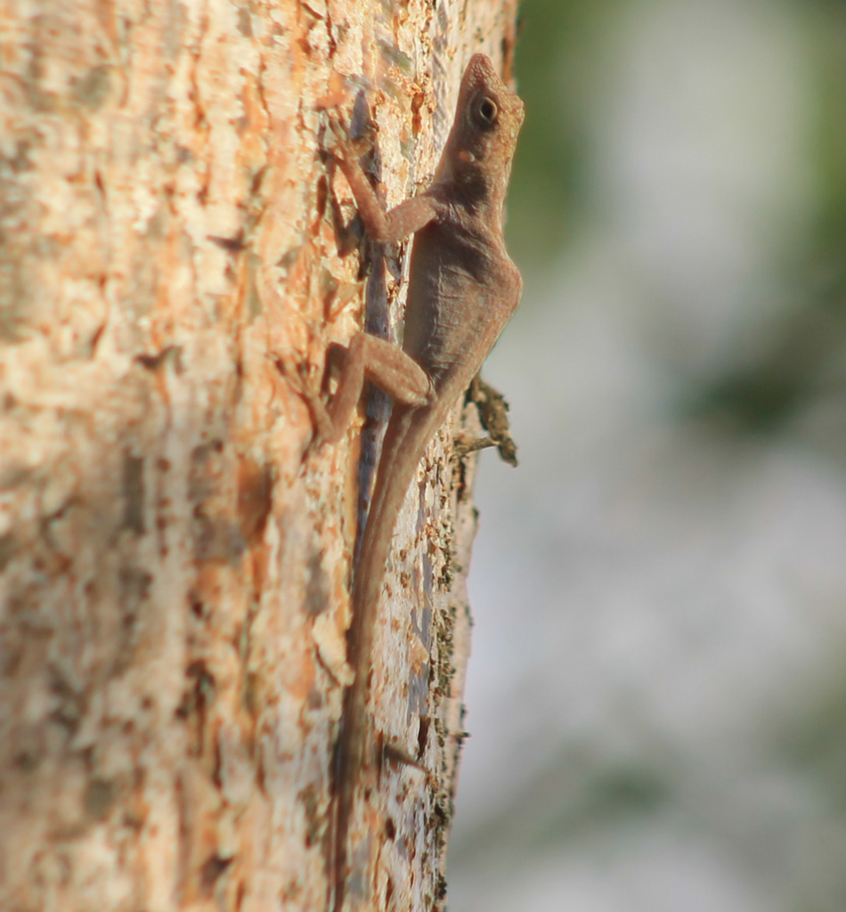 Bark Anole from Wellington, FL, USA on November 1, 2024 by Mikie Green ...