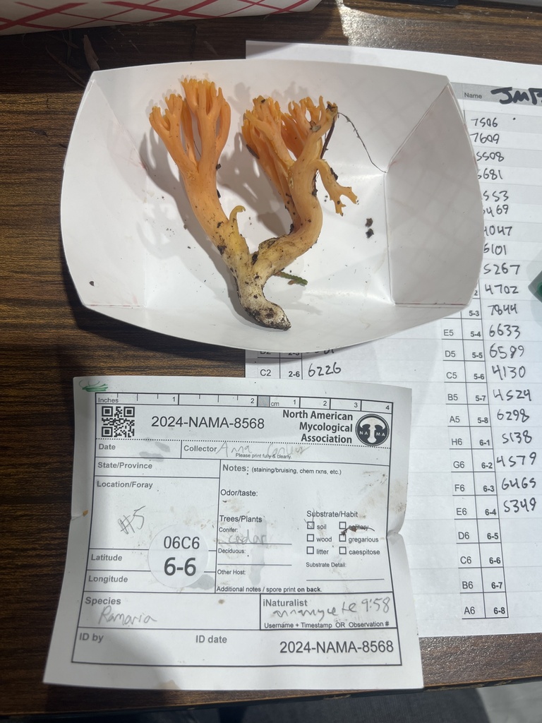 Coral Fungi from Cispus Job Corps Consrv Center, Randle, WA, US on ...