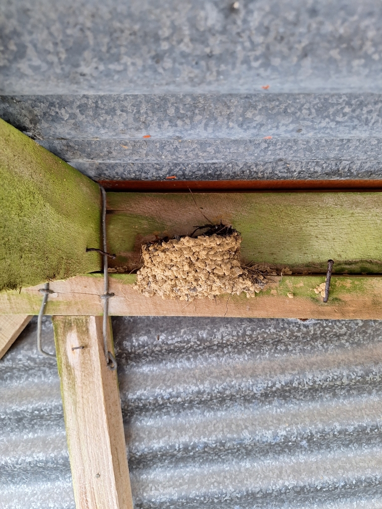 Eastern Welcome Swallow from Marlborough 7193, New Zealand on October ...