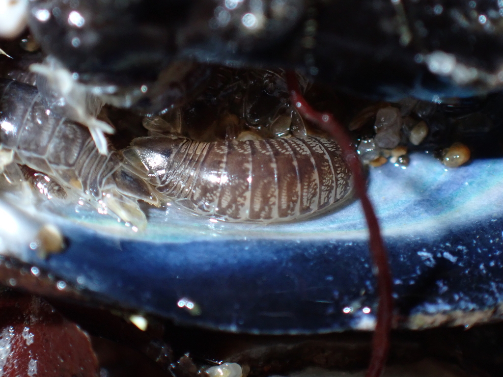 Harford's Isopod from Santa Cruz County, CA, USA on November 1, 2024 at ...
