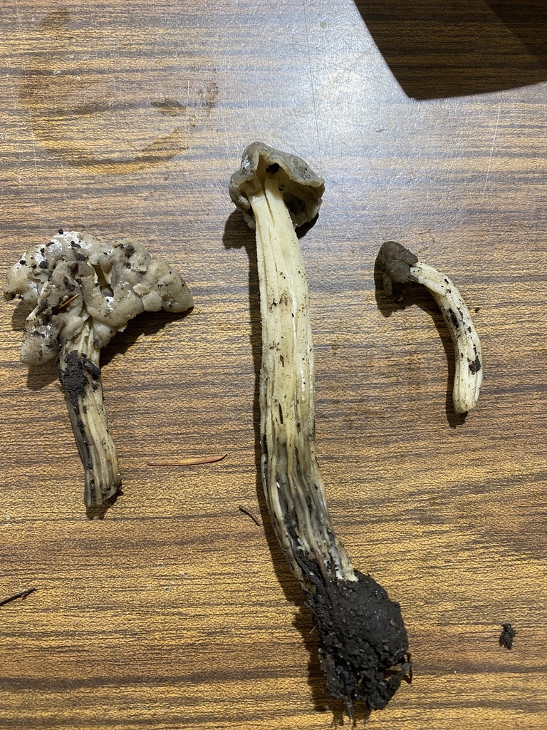 Elfin Saddles from Cispus Rd, Randle, WA, US on November 1, 2024 at 06: ...
