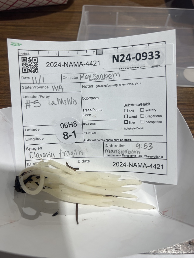 Fairy Fingers from Cispus Job Corps Consrv Center, Randle, WA, US on ...