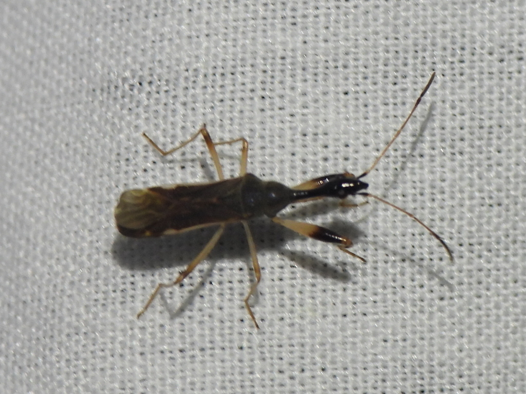 Long-necked Seed Bug from West Meadowbrook, Fort Worth, TX, USA on ...