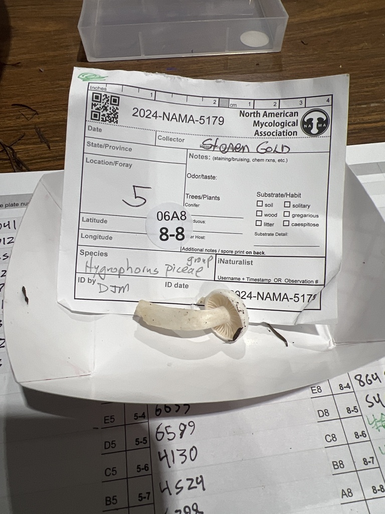 Hygrophorus piceae from Cispus Job Corps Consrv Center, Randle, WA, US ...