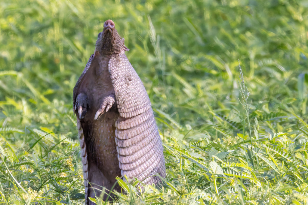Nine-banded Armadillo from Lewisville, TX, USA on October 31, 2024 at ...