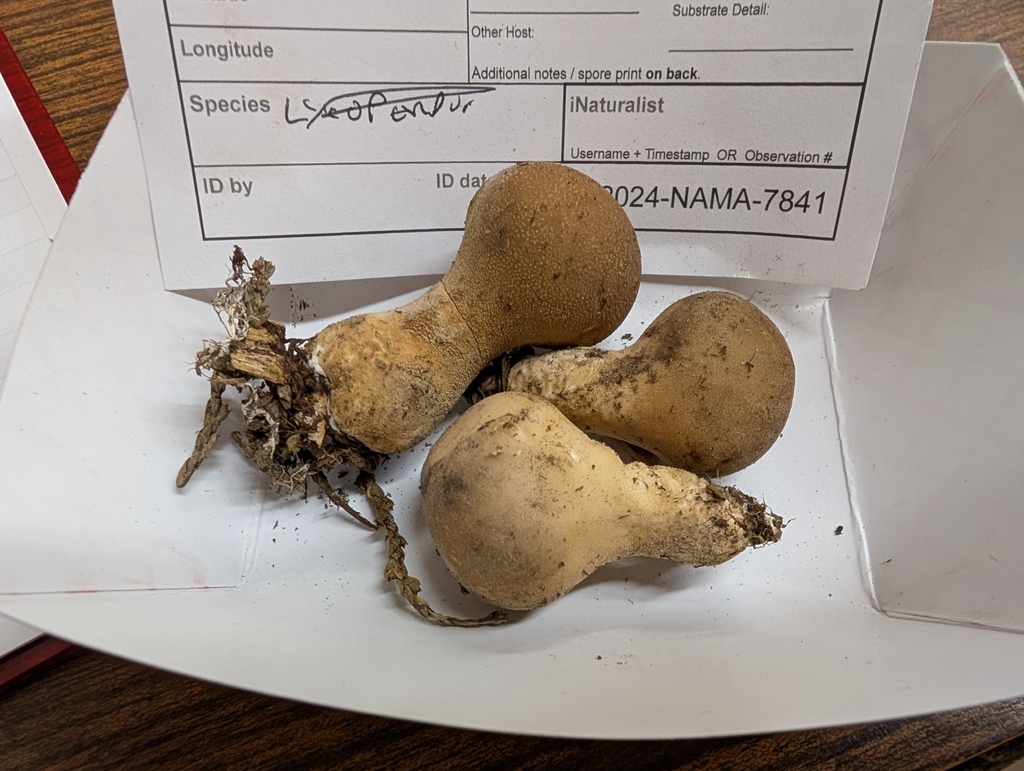 puffballs from Randle, WA 98377, USA on November 1, 2024 at 07:07 PM by ...