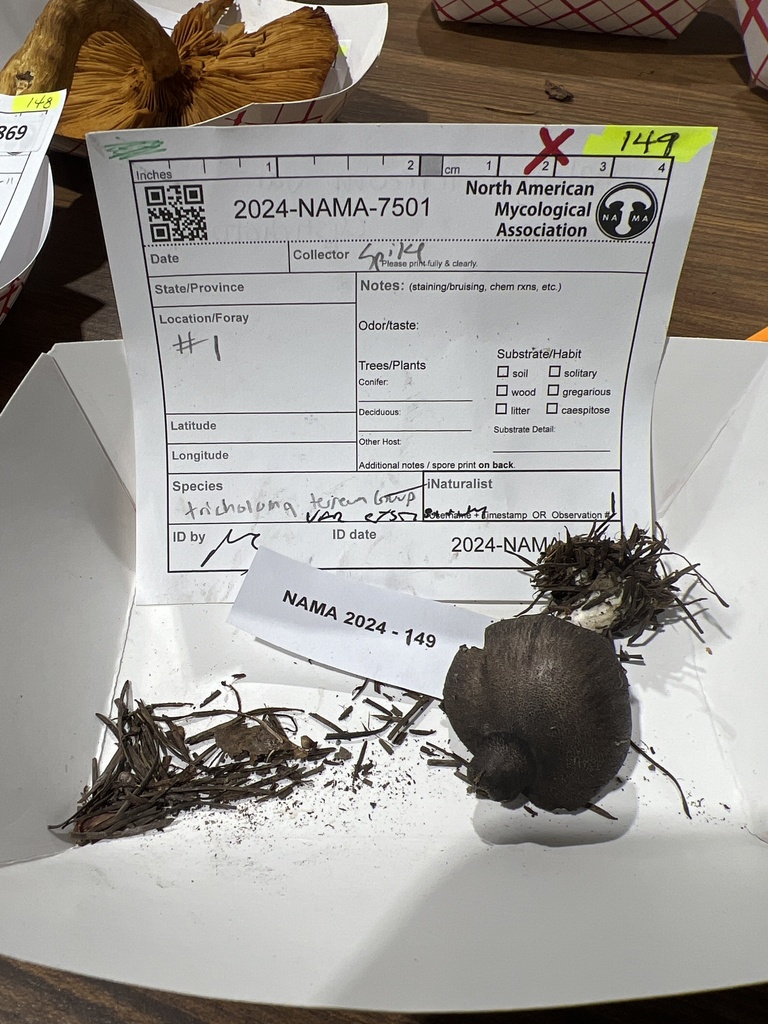 Terrea from Cispus Job Corps Consrv Center, Randle, WA, US on November ...