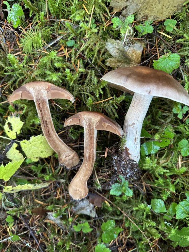 Cortinariaceae from Cispus Rd, Randle, WA, US on October 31, 2024 at 03 ...