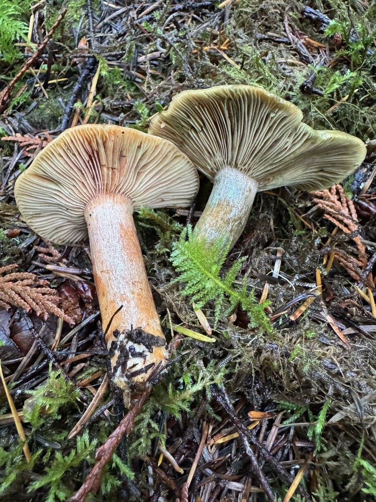 Red-bleeding Milk Cap from Nat for Dev Rd 1273, Packwood, WA, US on ...