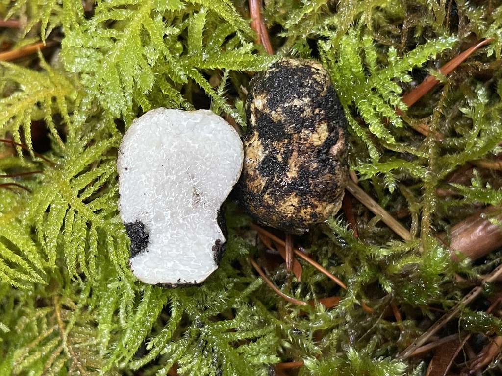 Leucogaster citrinus from Randle, WA, US on November 01, 2024 at 02:47 ...