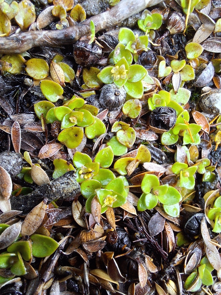 fruiting duckweed from Marlborough 7193, New Zealand on October 28 ...