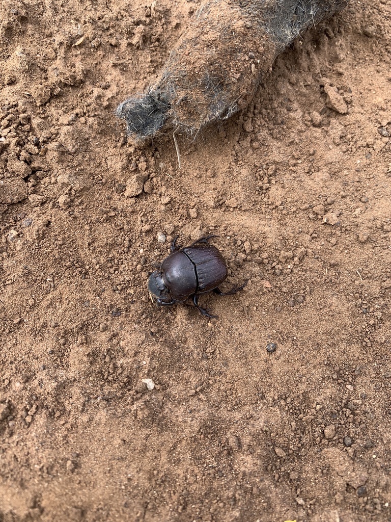 Burrowing Dung Beetles from Davis, OK, US on November 01, 2024 at 02:35 ...