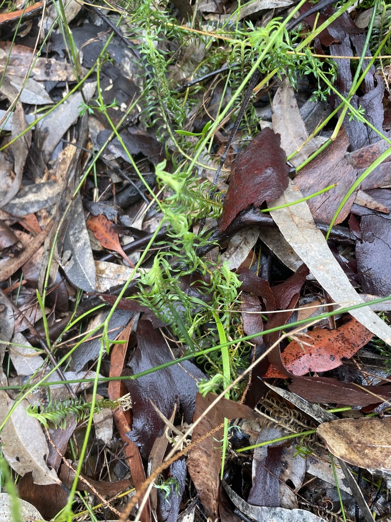 Fish Bones from Kariong Scout Camp Trl, Kariong, NSW, AU on November 2 ...
