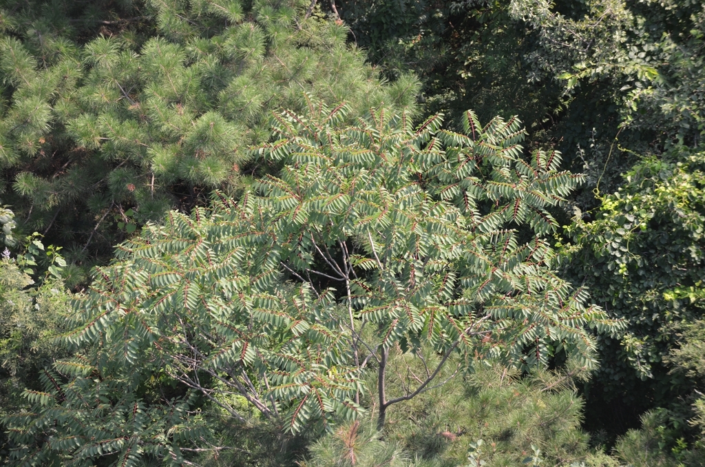 staghorn sumac from China, Bei Jing Shi, Huai Rou Qu, 雁栖镇柏崖厂村 邮政编码 ...