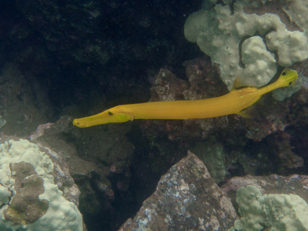 Pacific Trumpetfish from kawaihae harbor, HI, USA on November 01, 2024 ...