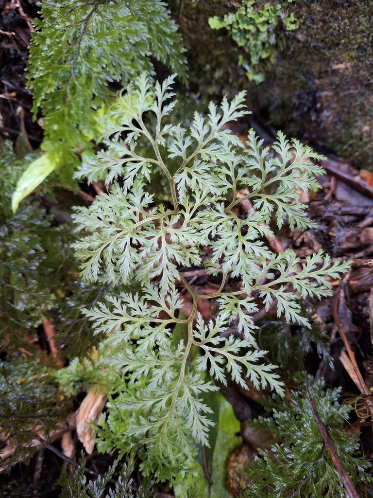 fineleaf parsley fern from Marlborough 7193, New Zealand on October 27 ...