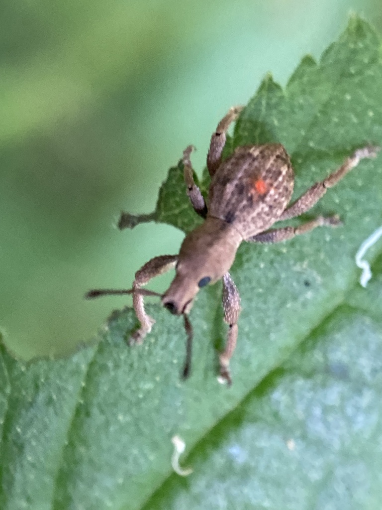 Leptopius from Lamington National Park, Binna Burra, QLD, AU on ...