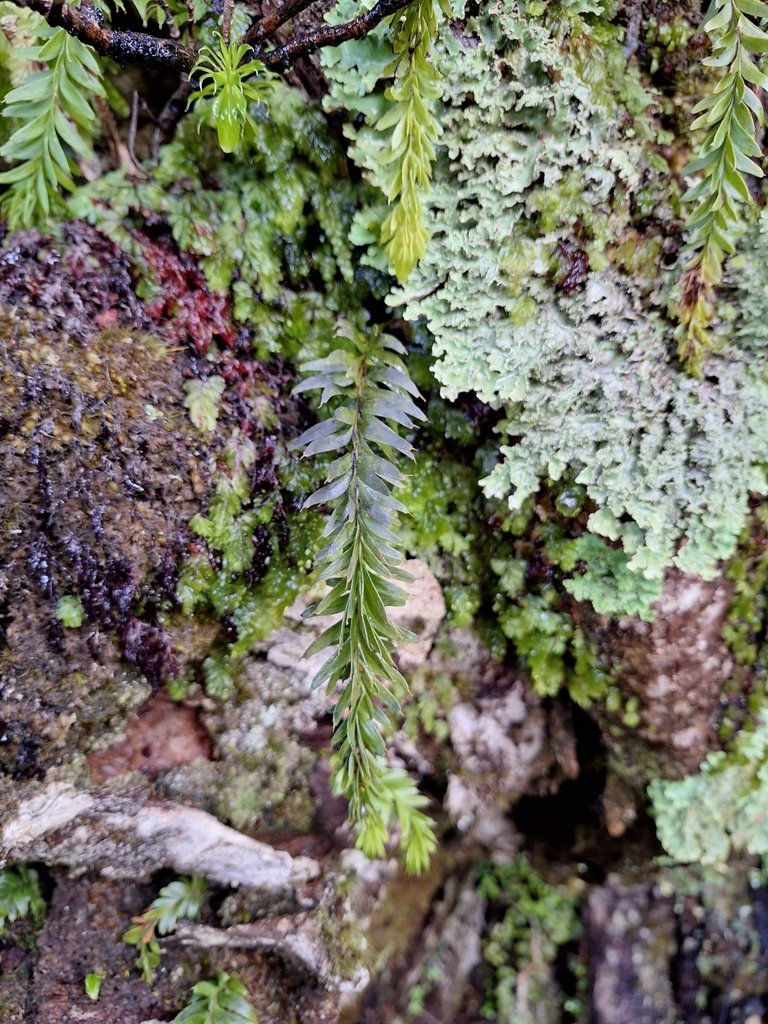Fork Fern from Marlborough 7193, New Zealand on October 27, 2024 at 05: ...