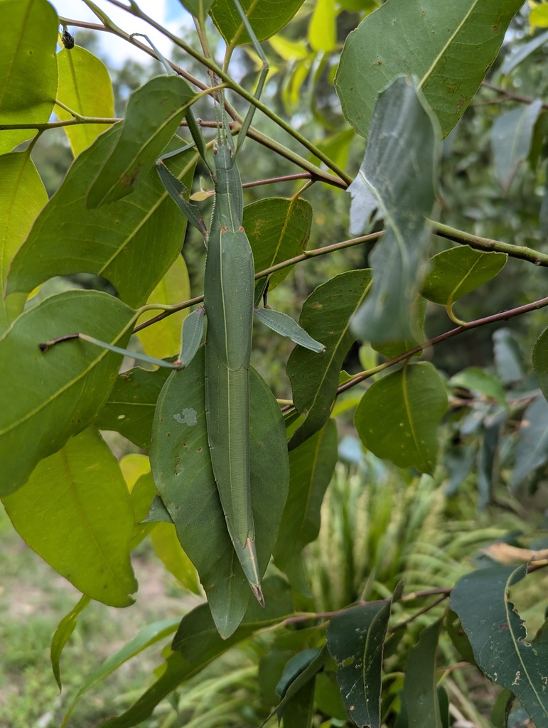 Children’s Stick Insect from Clagiraba QLD, Australia on November 2 ...