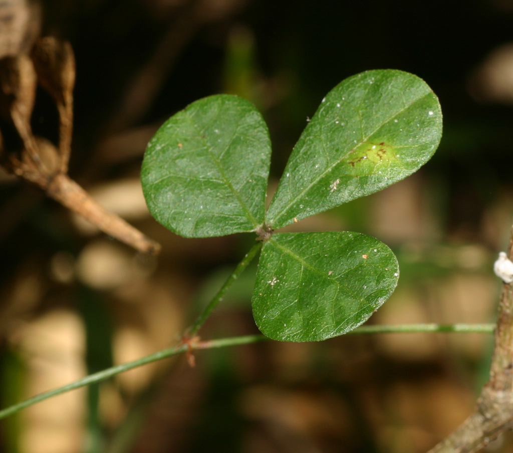 Pullenia gunnii from Denham Scenic Reserve (Back Creek), Beechmont QLD ...