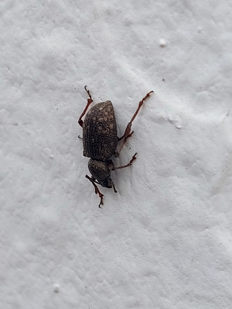 Cribrate Weevil from 2250-064 Constância, Portugal on November 1, 2024 ...
