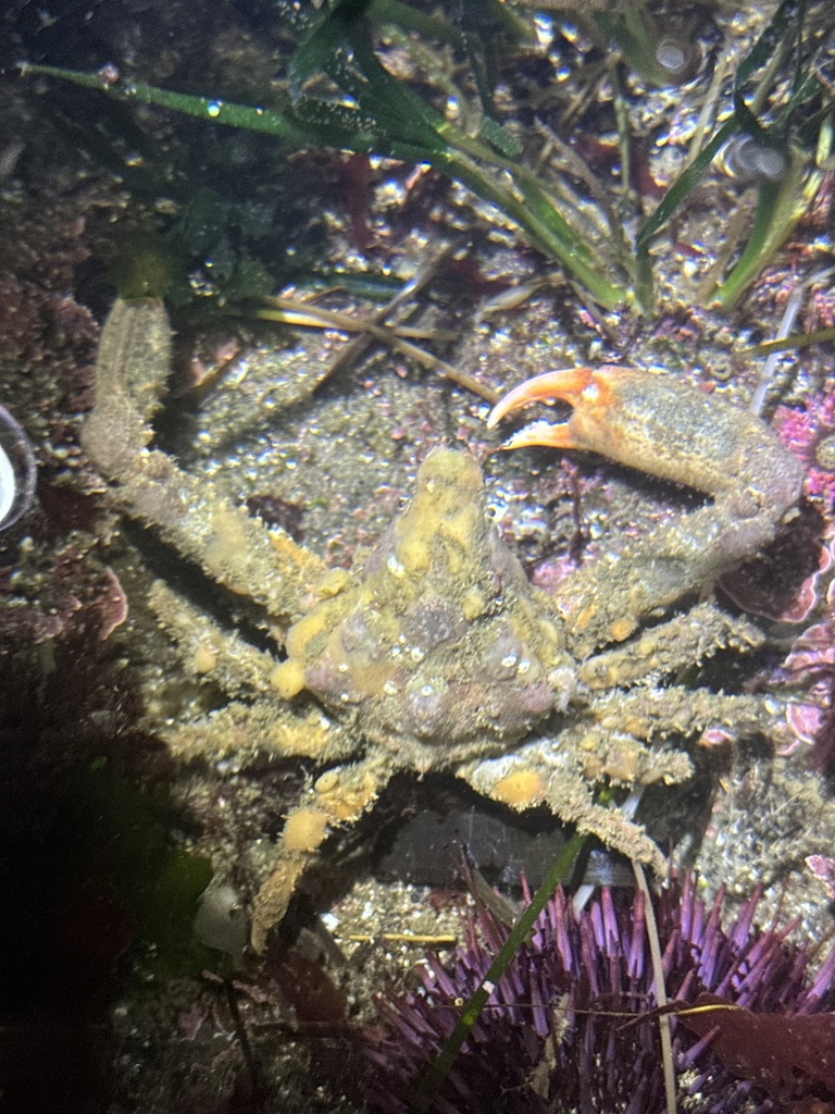 Sharpnose Crab from Boiler Bay, OR, US on October 17, 2024 at 07:34 PM ...