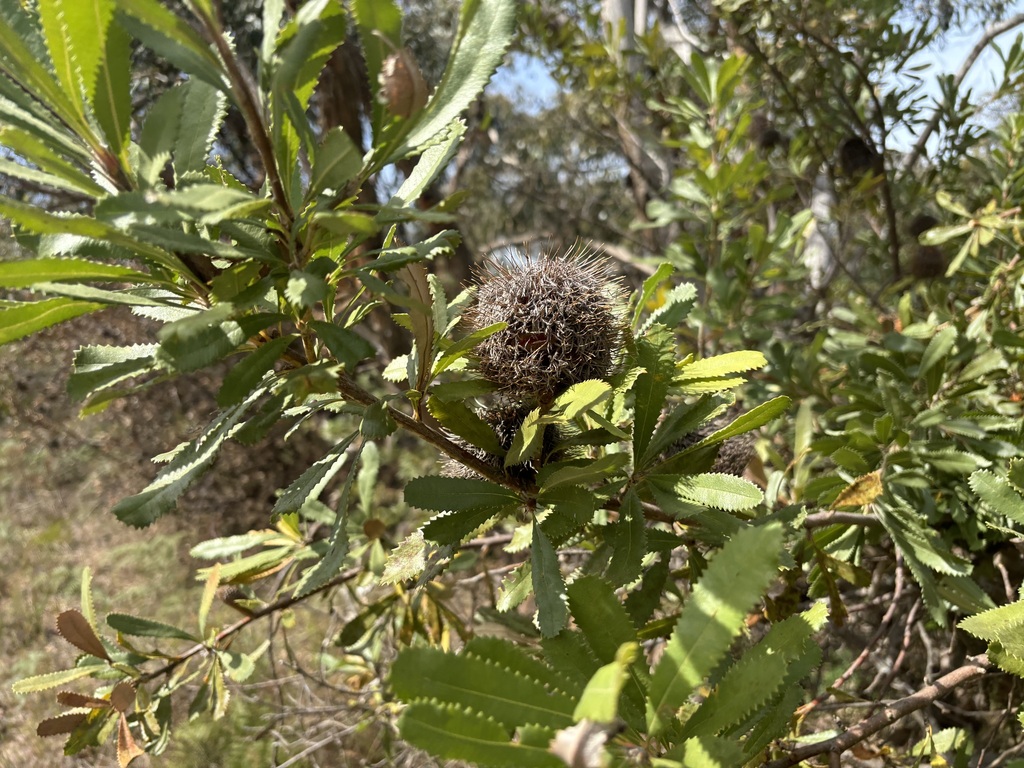 Desert Banksia from Cadgee SA 5271, Australia on November 2, 2024 at 10 ...