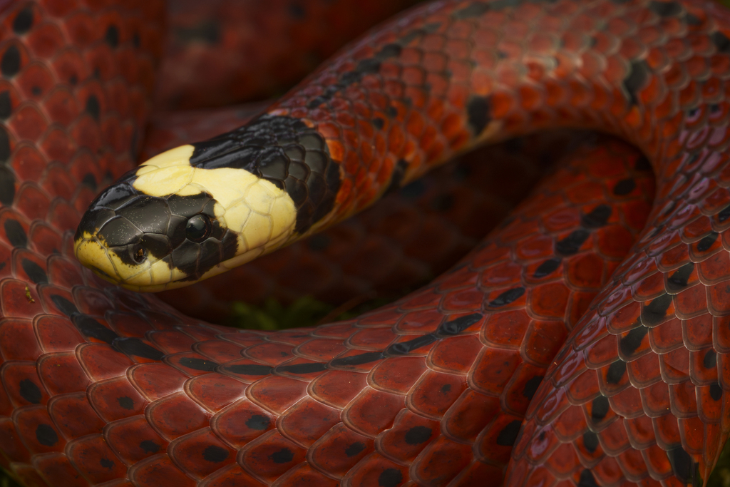MacClelland’s Coral Snake from Gandaki, NP-PM, NP on September 11, 2024 ...