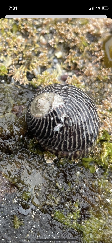 Zebra Top Snail from Tasman Sea, Gerringong, NSW, AU on November 2 ...
